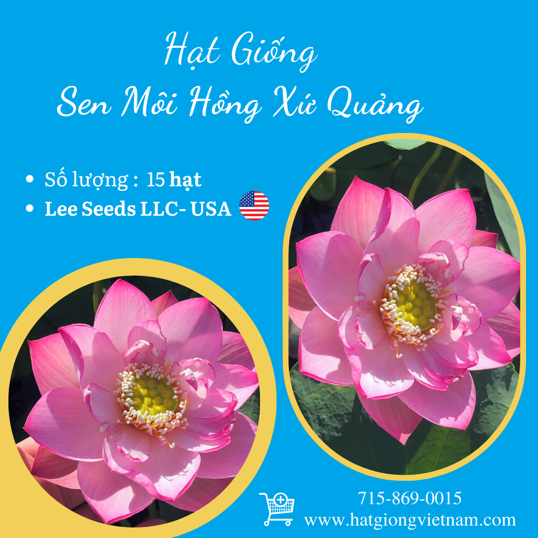 Hạt Giống Sen Môi Hồng Xứ Quảng — Lee's Garden - Hạt giống rau củ Việt Nam.