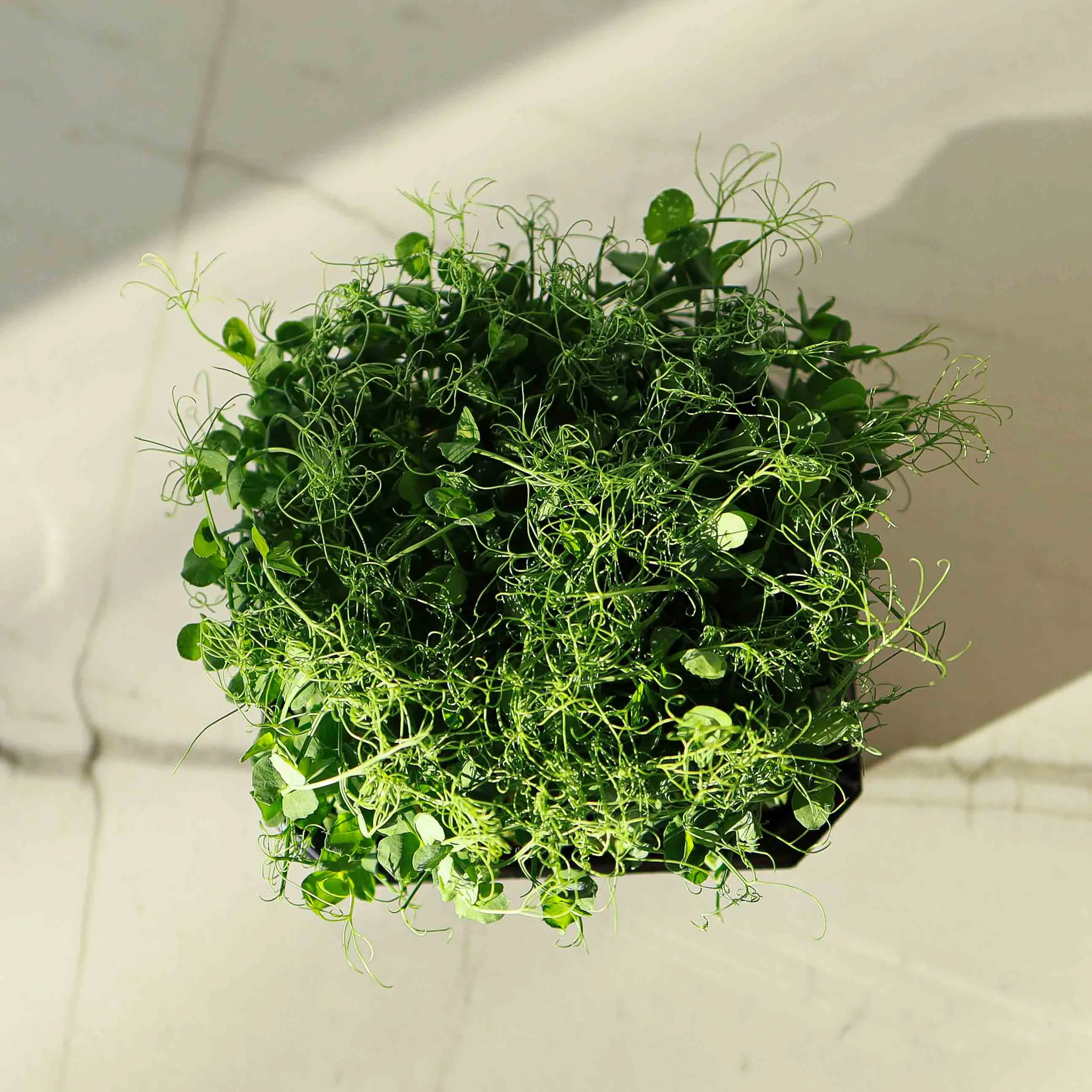 Hạt Giống Rau Mầm tại Mỹ — Hạt giống rau củ Việt Nam tại Mỹ - Lee's Garden